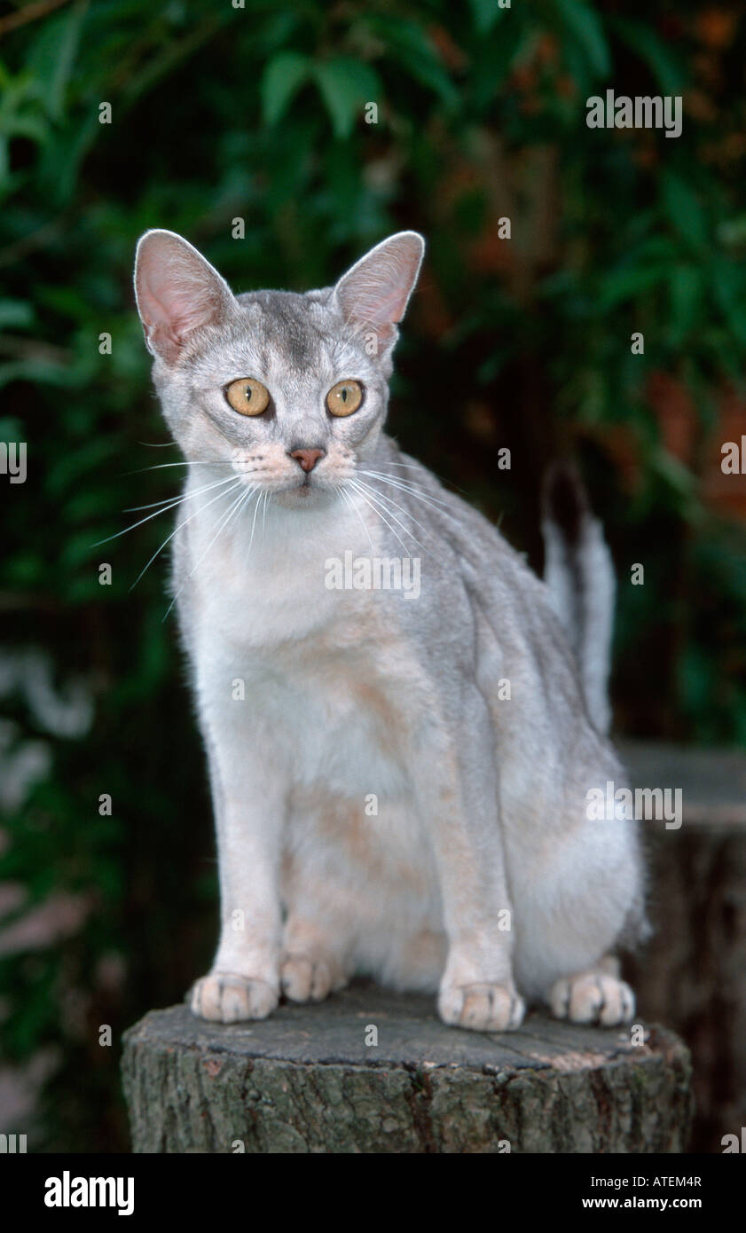 Abyssinian cat outdoors hi-res stock photography and images - Alamy