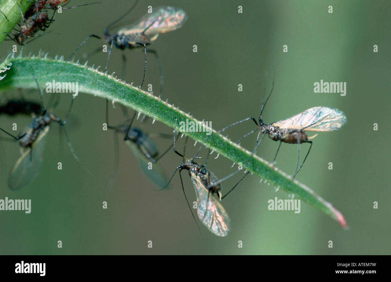 Blattlaus hi-res stock photography and images - Alamy