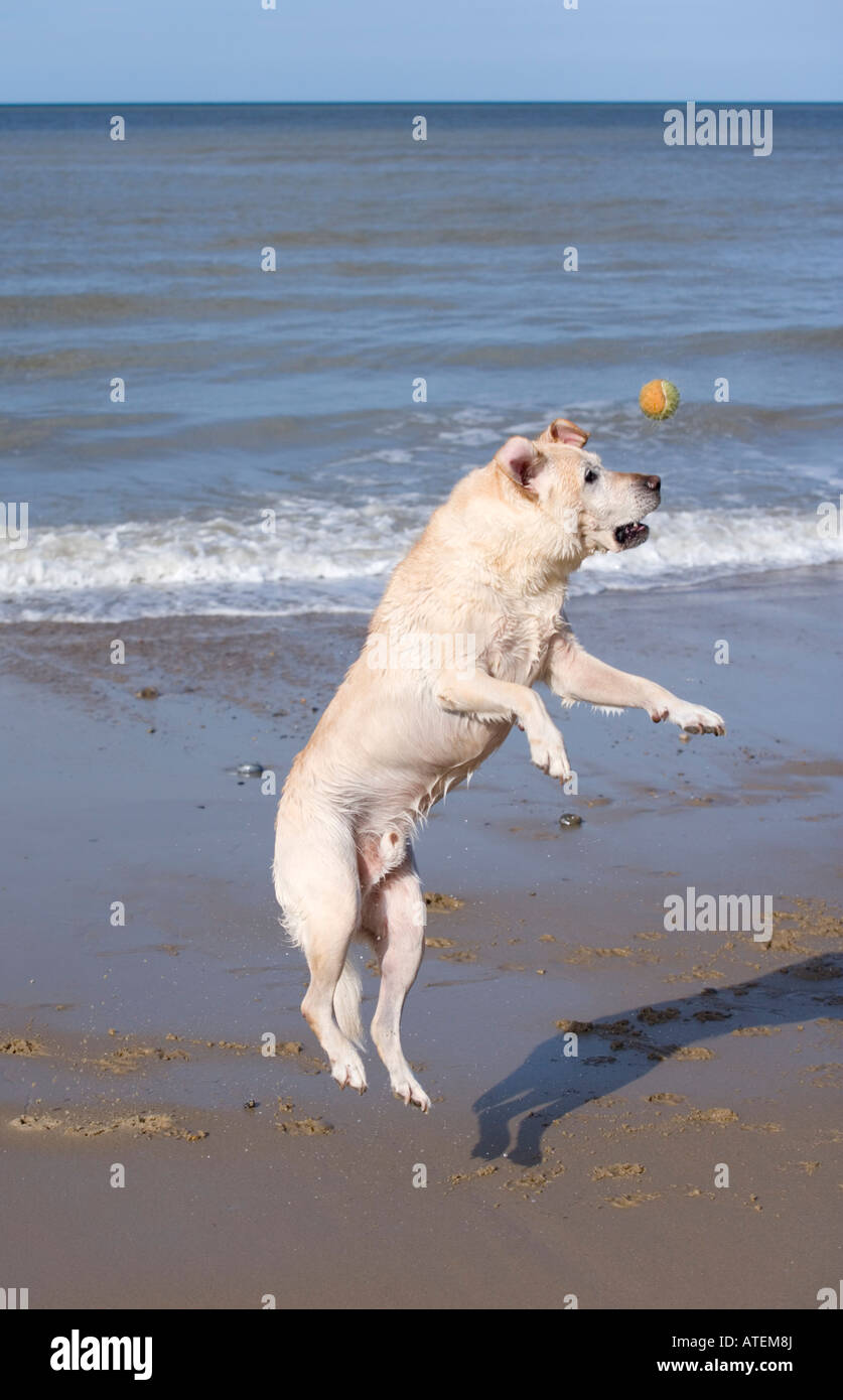 "Golden Labrador" Dog Leaping up to Catch Ball on Beach Stock Photo - Alamy