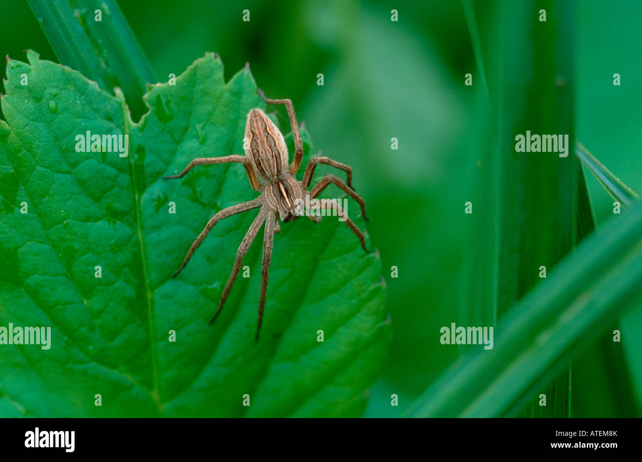 Jagdspinne hi-res stock photography and images - Alamy