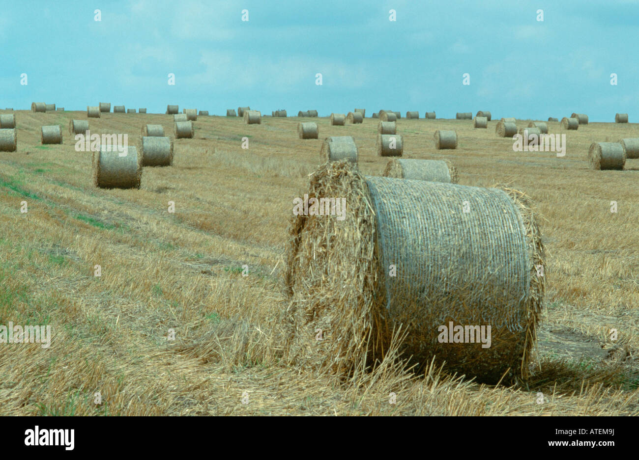 Straw man made of bales of straw hi-res stock photography and images ...
