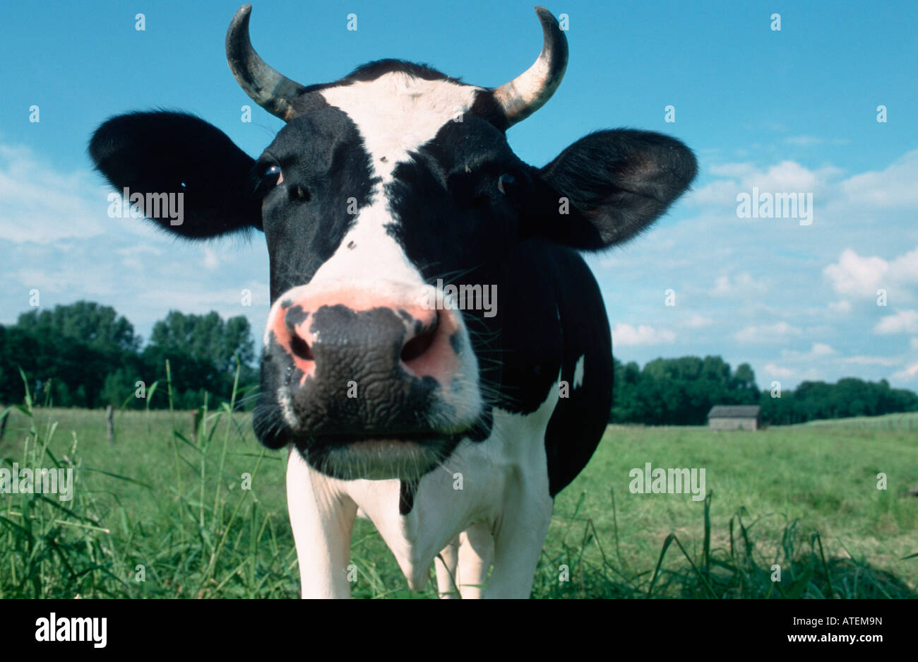 Cattle / Cow Stock Photo - Alamy