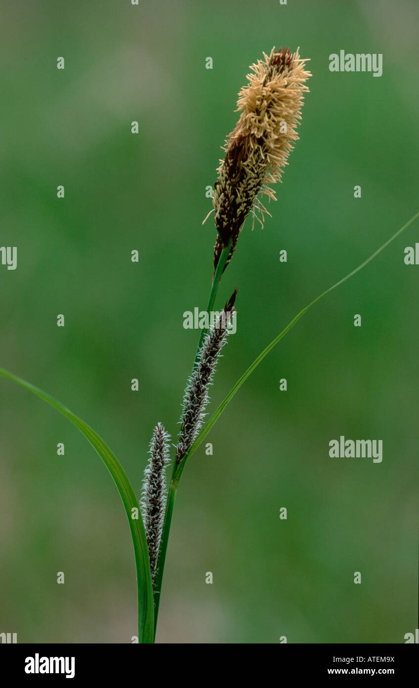 Carex spec hi-res stock photography and images - Alamy