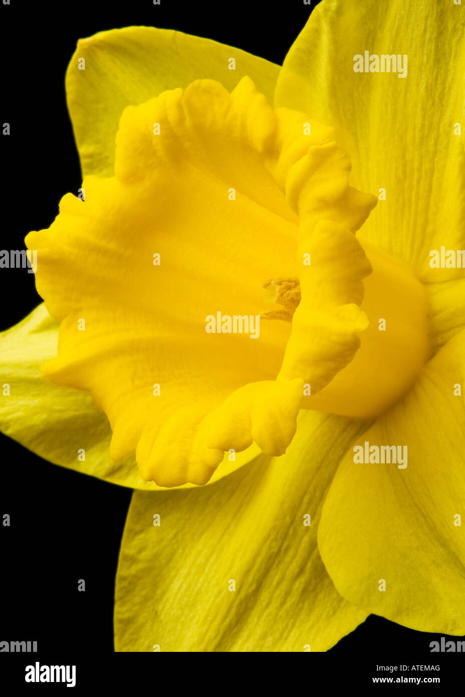 Striking close-up of a daffodils head against a black background Stock ...