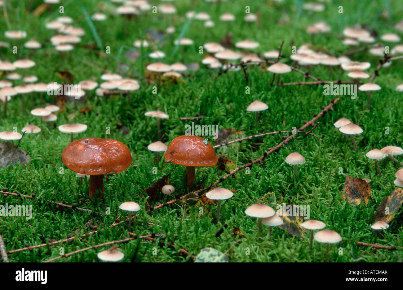 Rotkappe hi-res stock photography and images - Alamy