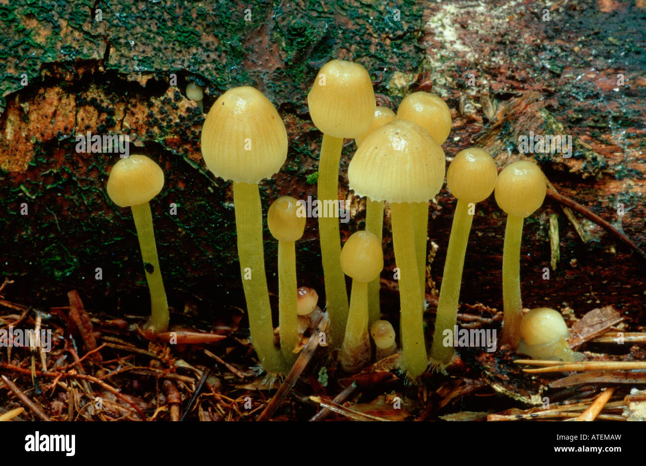 Helmlinge hi-res stock photography and images - Alamy