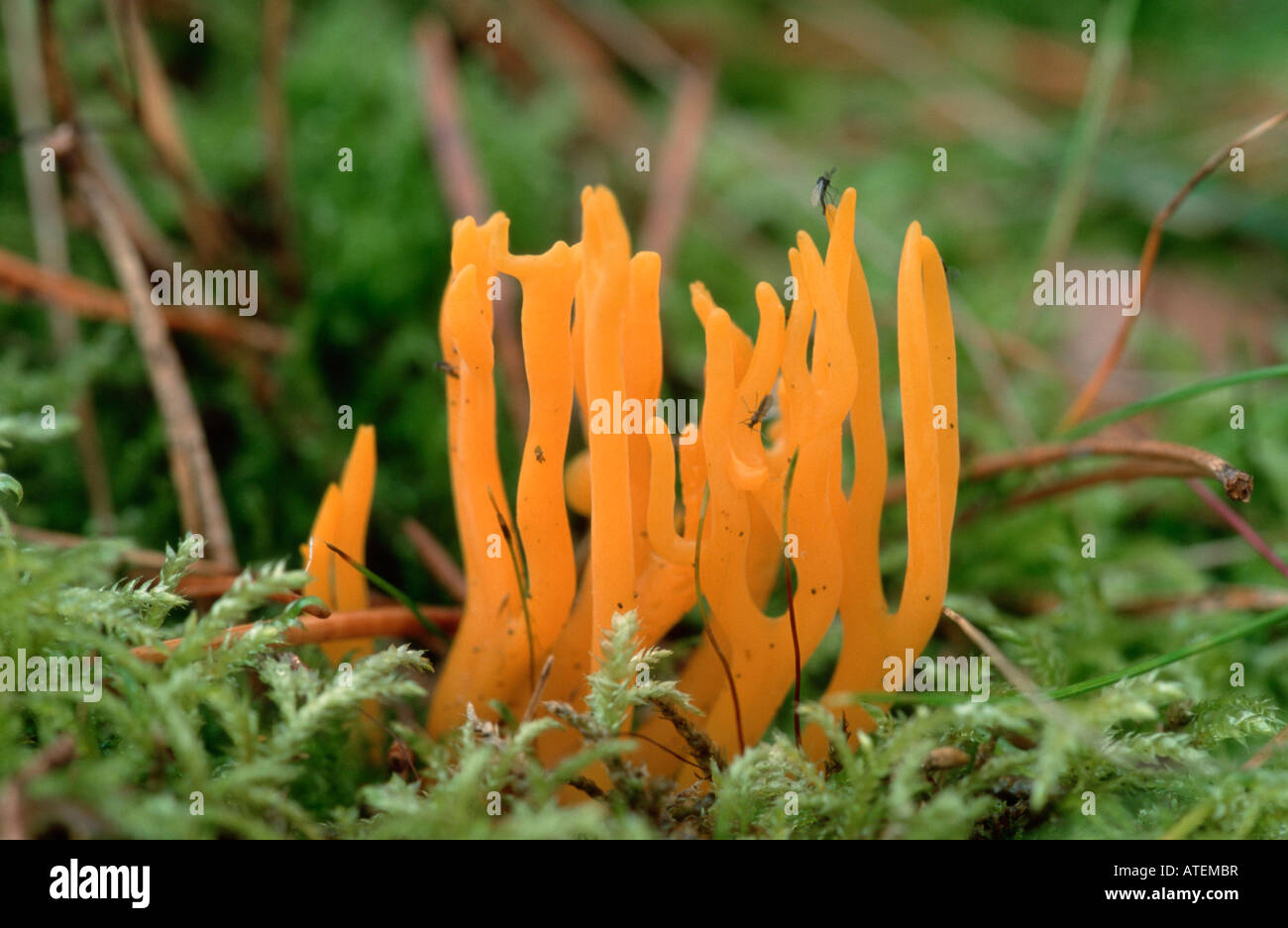 Yellow Stag's-horn Fungus / Klebriger Hoernling / Klebriges Schoenhorn ...
