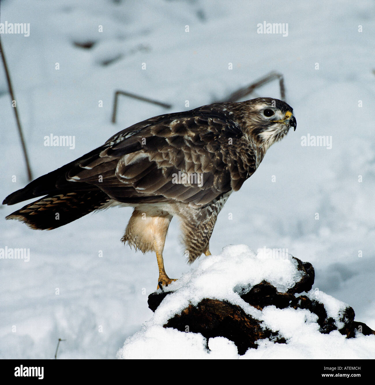 Common Buzzard / European Buzzard Stock Photo - Alamy