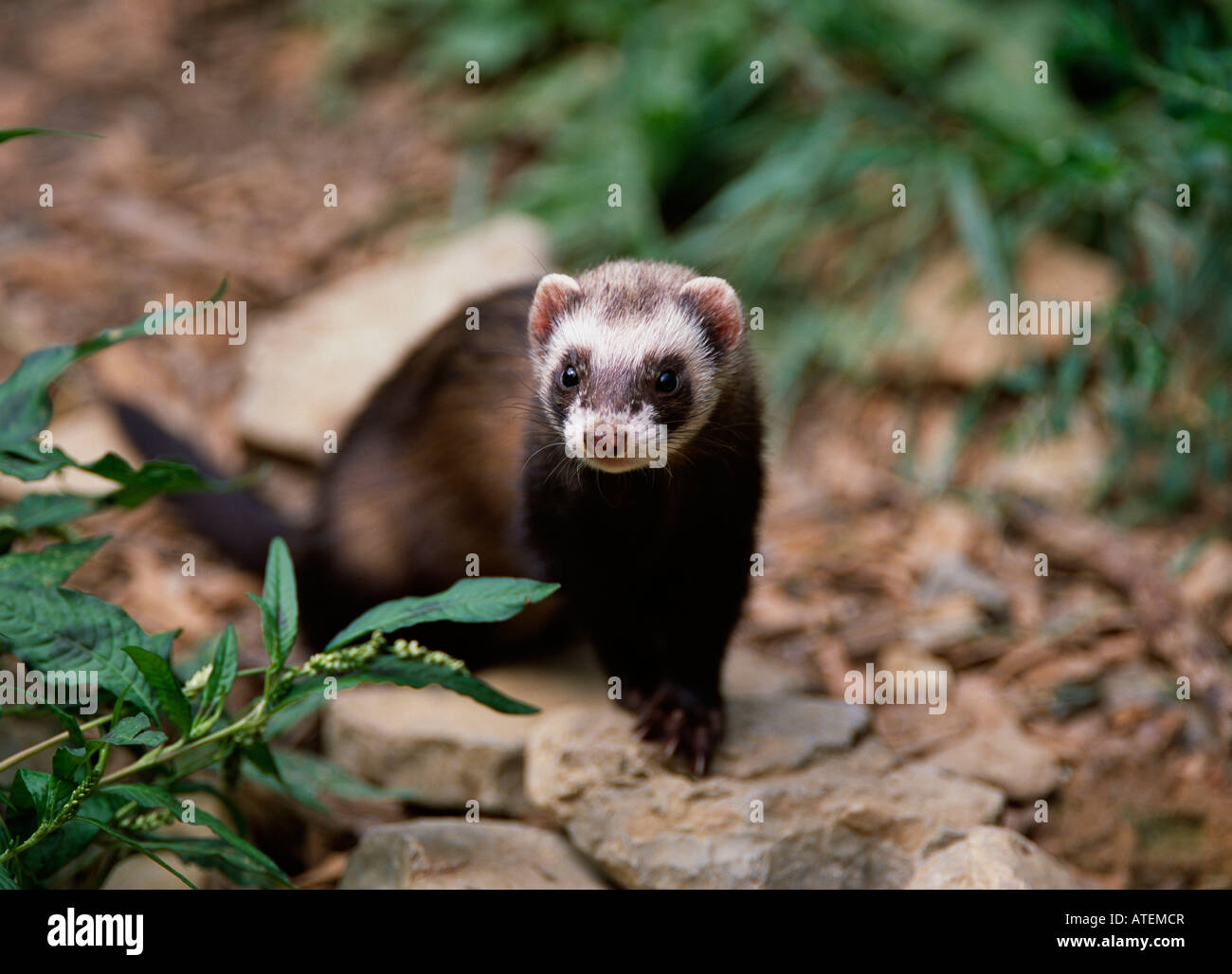 European Ferret / Polecat Stock Photo - Alamy