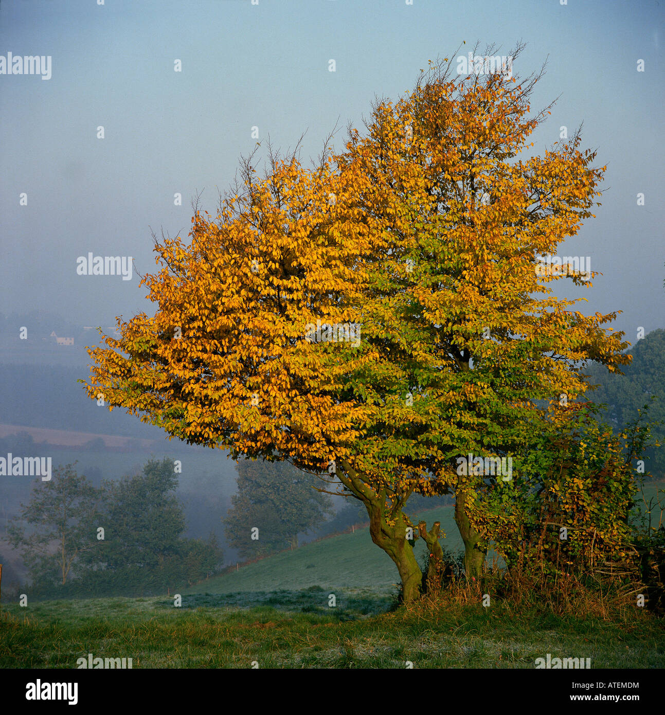 Hornbeam in autumn hi-res stock photography and images - Alamy