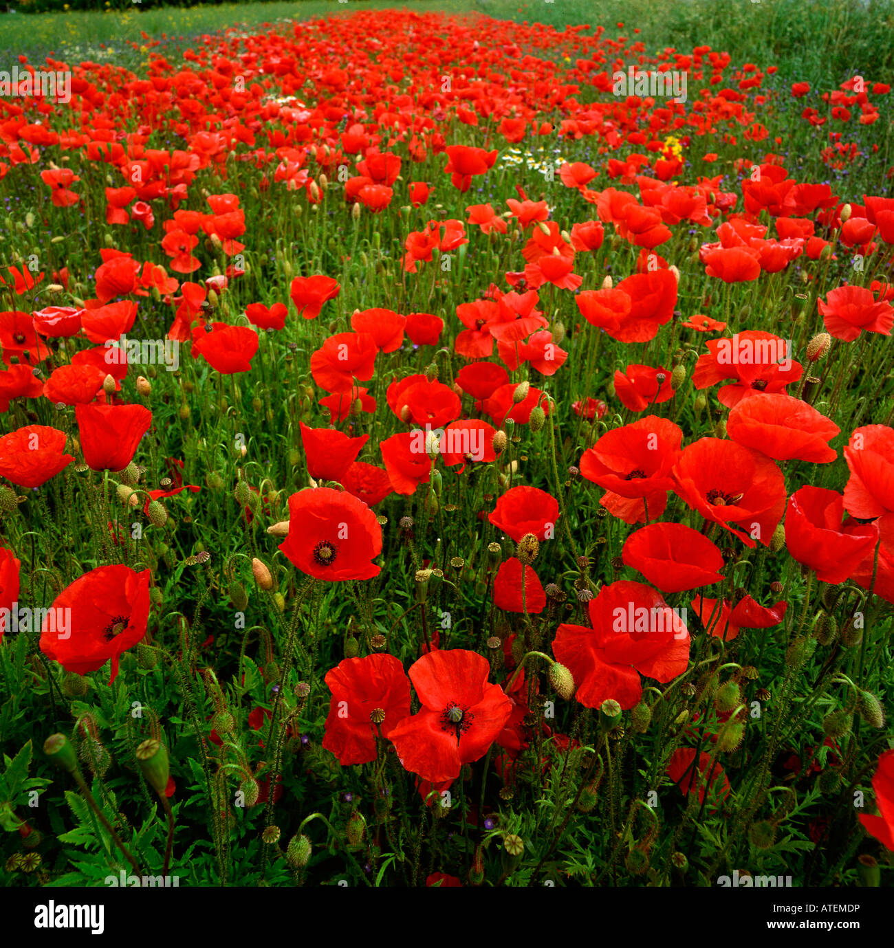 Papaver dubium poppies flowers hi-res stock photography and images - Alamy