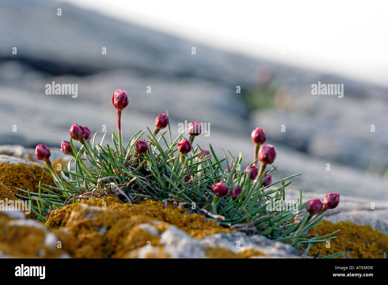 Spring flowers at the seashore Stock Photo - Alamy