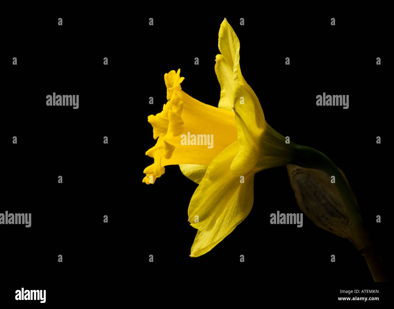 Striking close-up of a daffodils head against a black background Stock ...