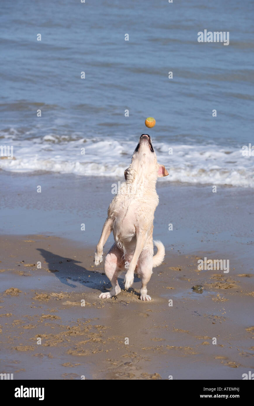 "Golden Labrador" Dog Leaping up to Catch Ball on Beach Stock Photo - Alamy