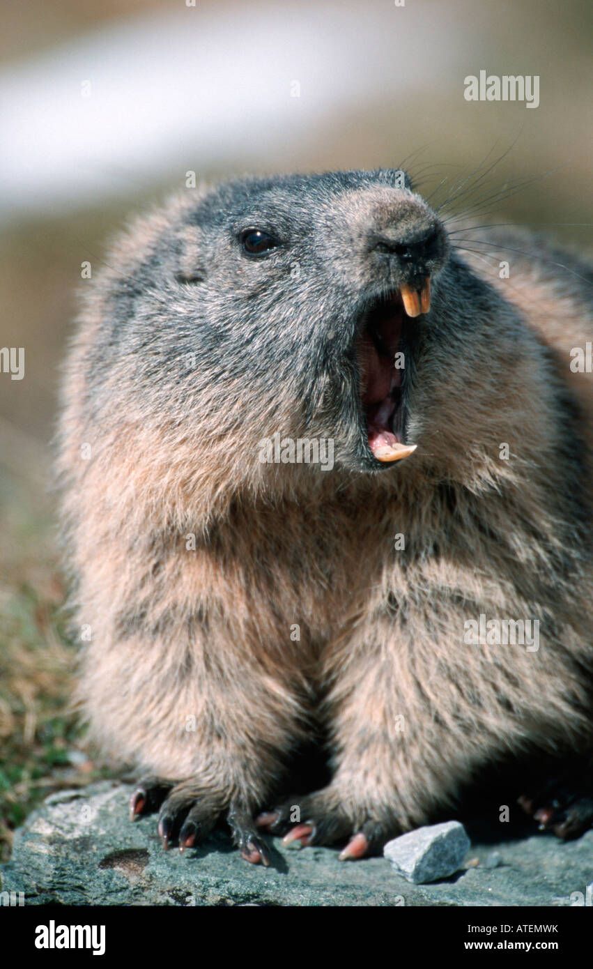 Alpine marmot marmota marmota calling hi-res stock photography and ...