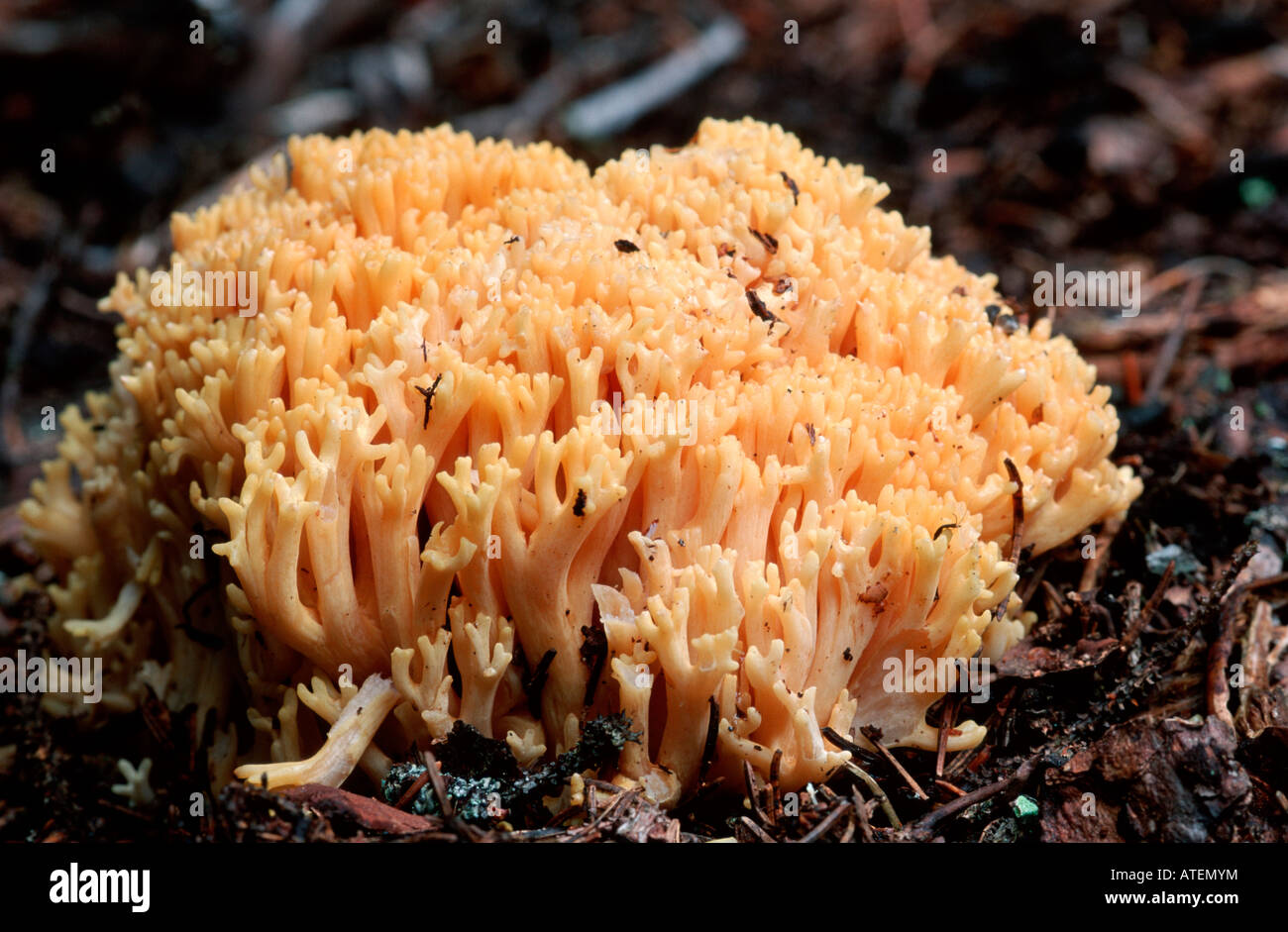 Yellow Stag's-horn Fungus Stock Photo - Alamy