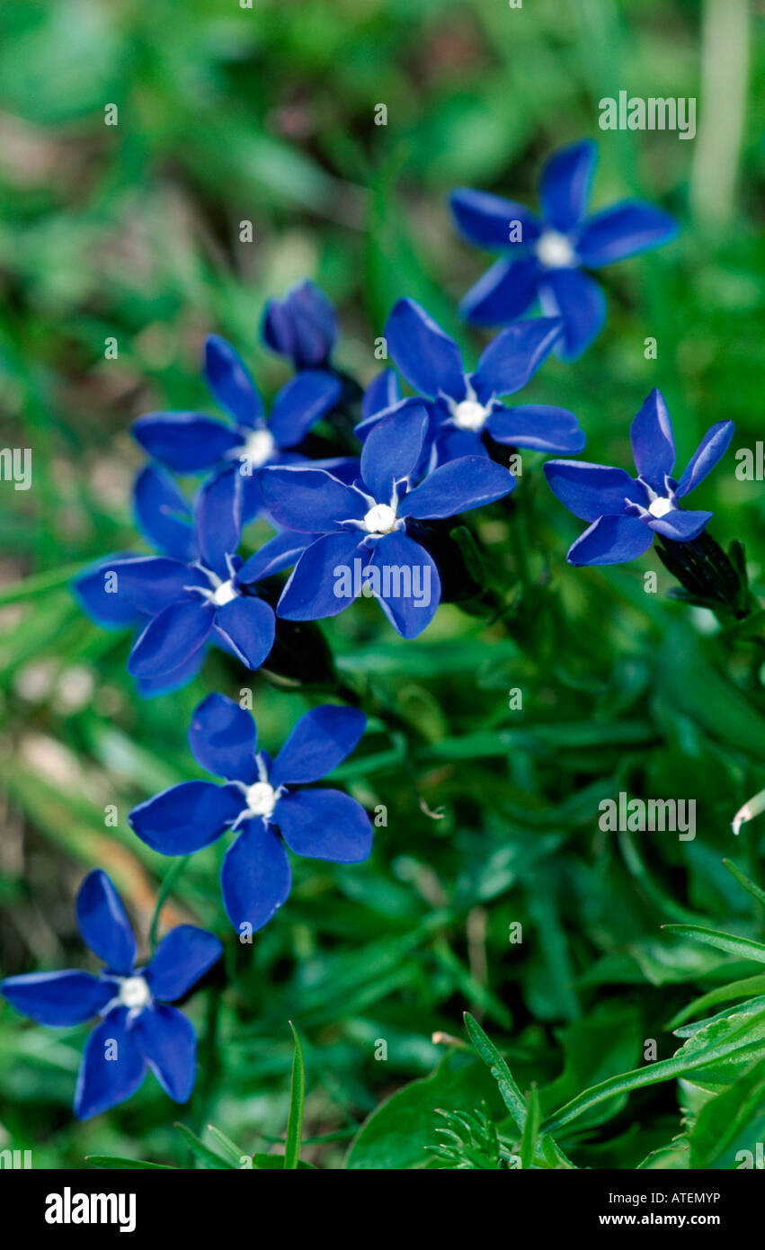 Gentiana gentiana bavarica hi-res stock photography and images - Alamy