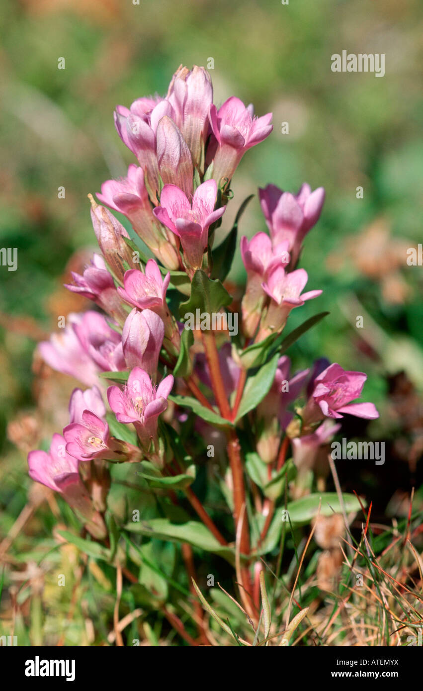 Field Gentian Gentianella Campestris High Resolution Stock Photography ...