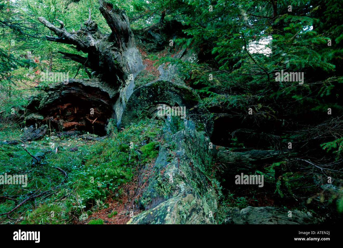 Old Tree Trunk Stock Photo - Alamy