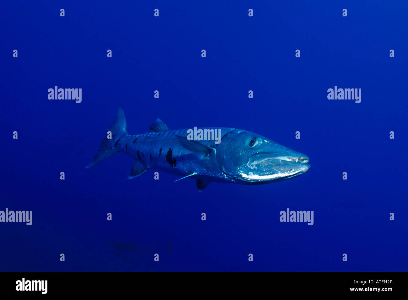 Great Barracuda / Grosser Barrakuda / Atlantischer Barrakuda Stock ...