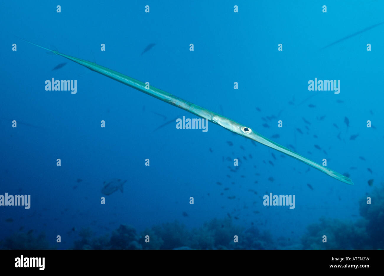 Cornetfish hi-res stock photography and images - Alamy