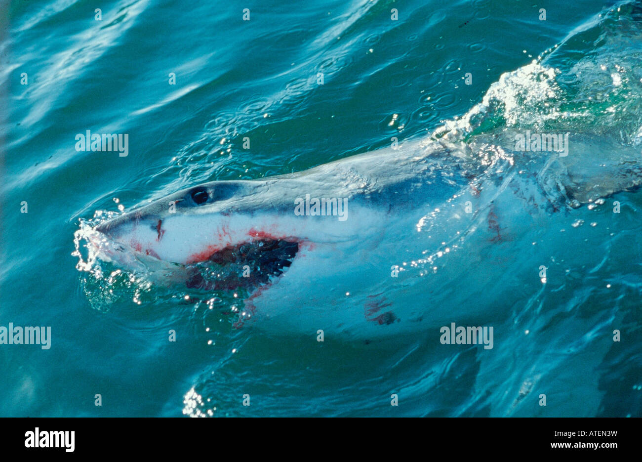 White Pointer Shark