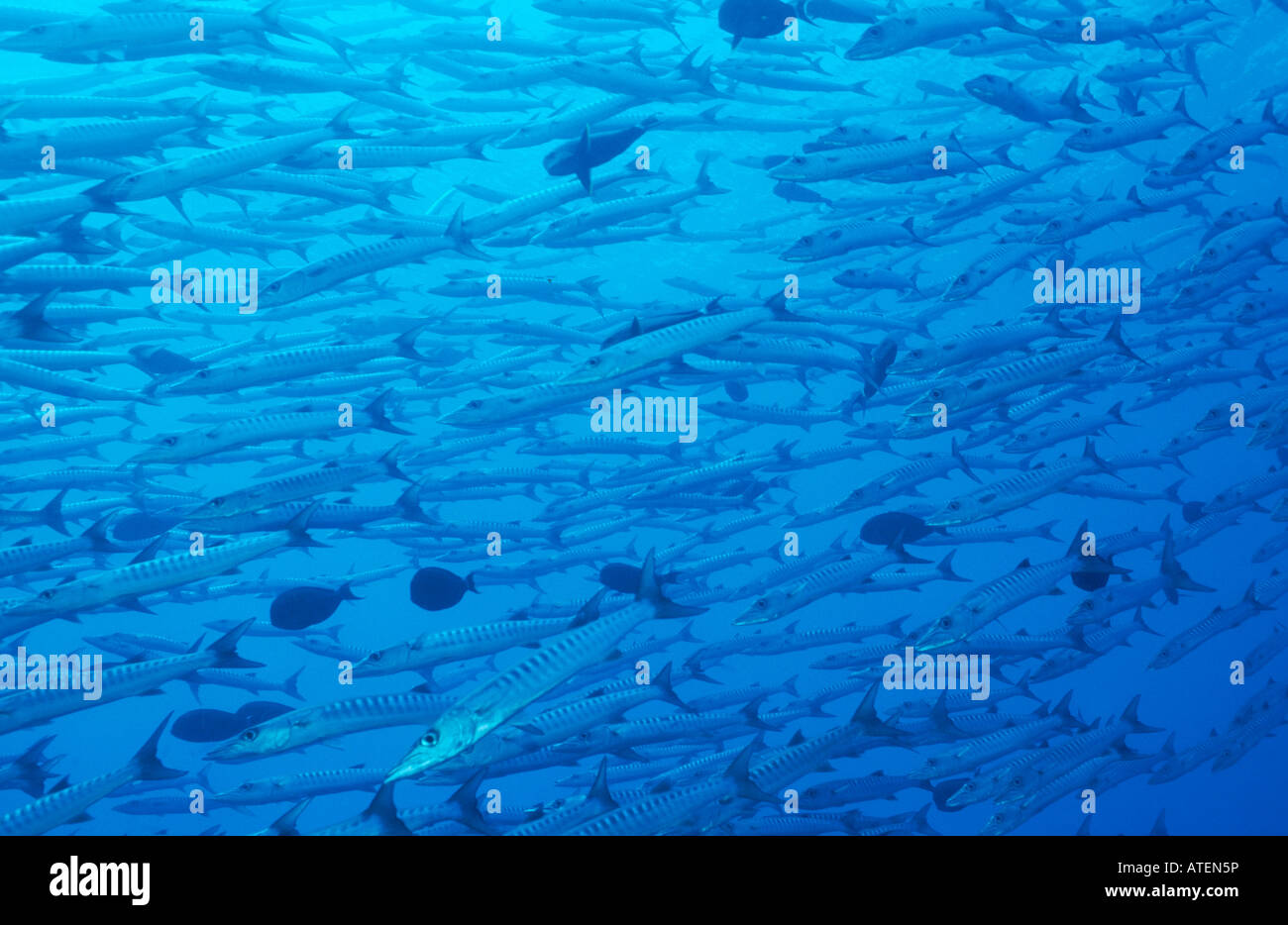 Barrakuda hi-res stock photography and images - Alamy