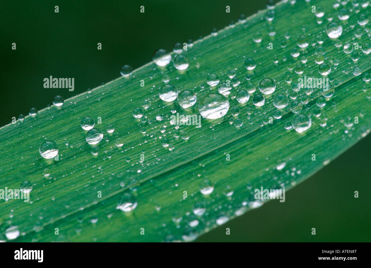 Drops of water on blade of grass Stock Photo - Alamy