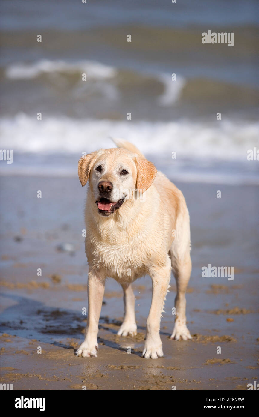 "Golden Labrador" Dog on Beach Stock Photo - Alamy