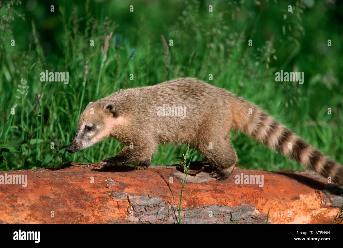 Ring-tailed Coati / Southern Coati Stock Photo - Alamy