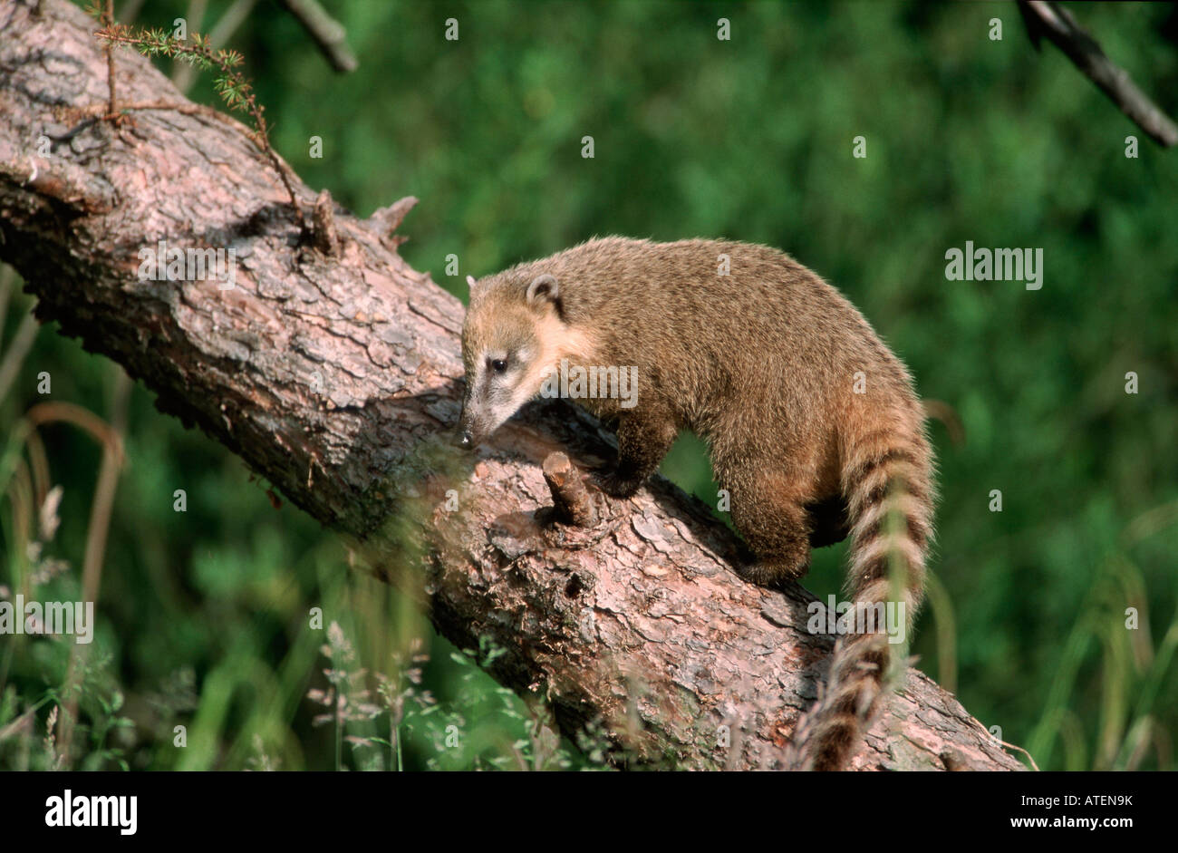 Ring-tailed Coati / Southern Coati Stock Photo - Alamy