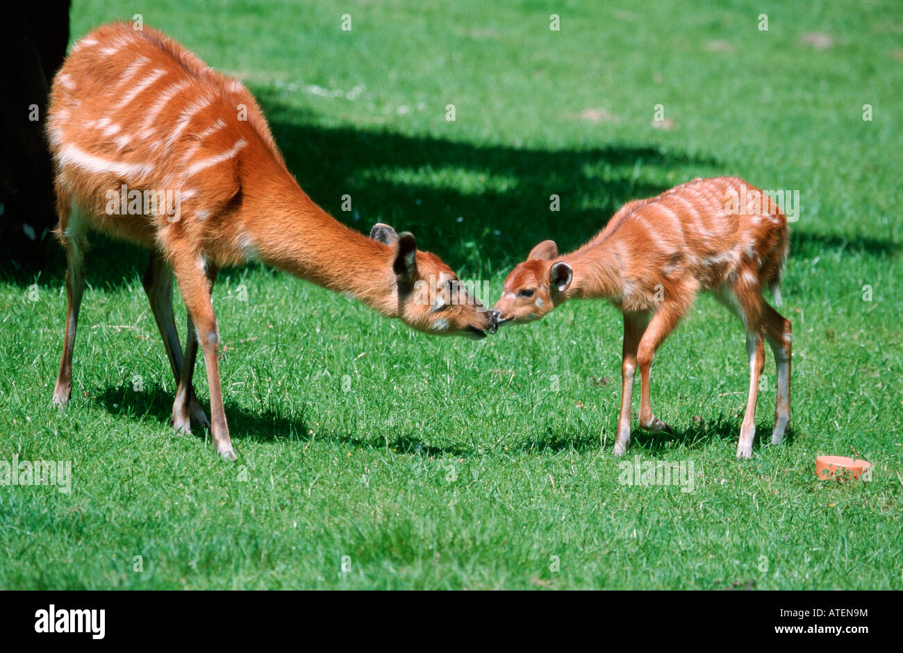 Sitatungas hi-res stock photography and images - Alamy