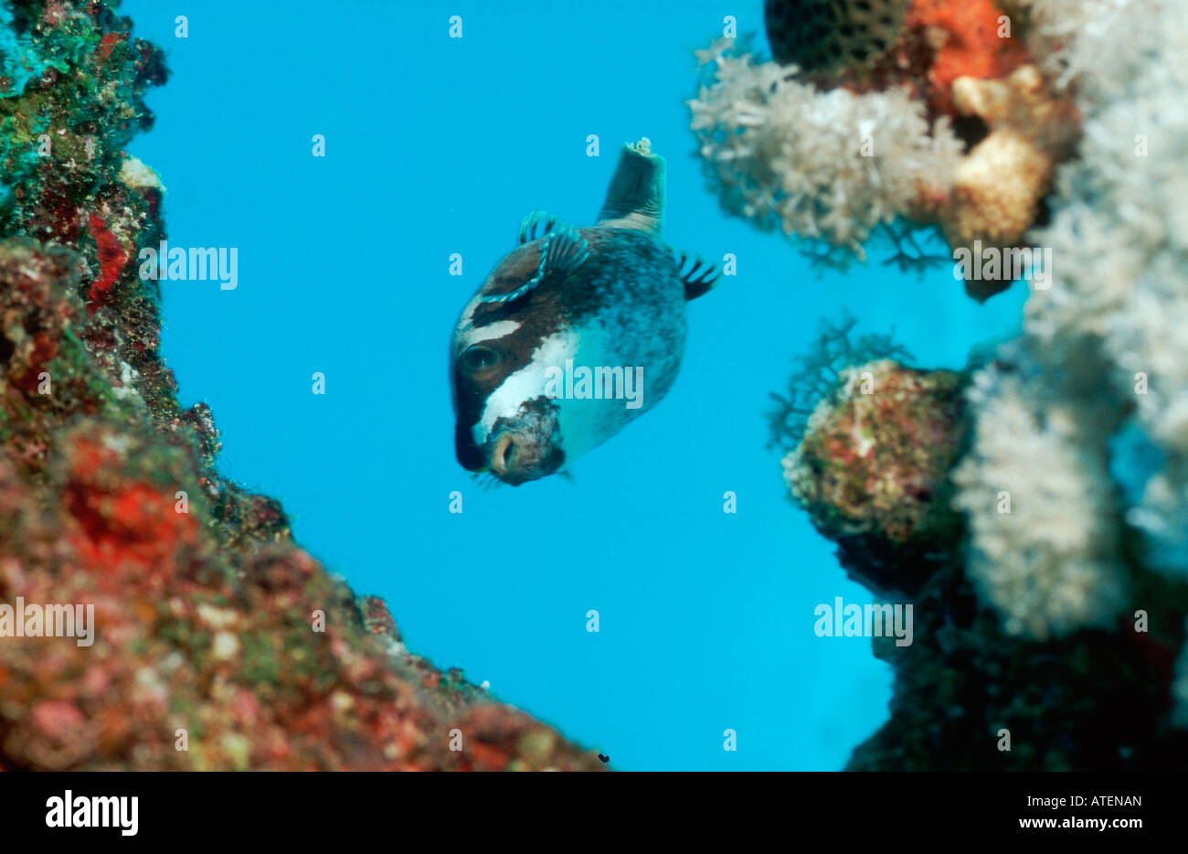 Masked Puffer / Maskenkugelfisch Stock Photo - Alamy