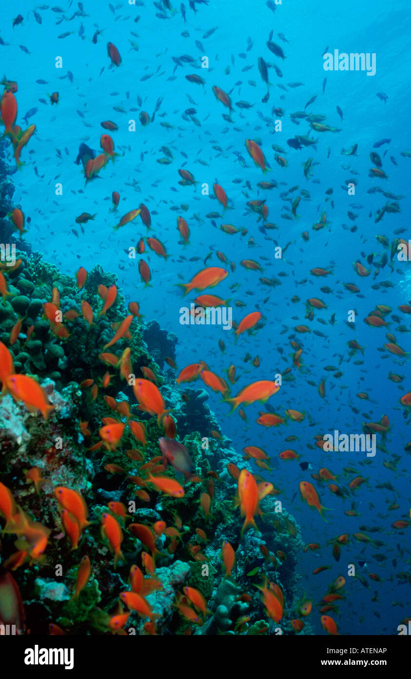 Fairy Basslet / Juwelen-Fahnenbarsch / Haremsfahnenbarsch Stock Photo ...