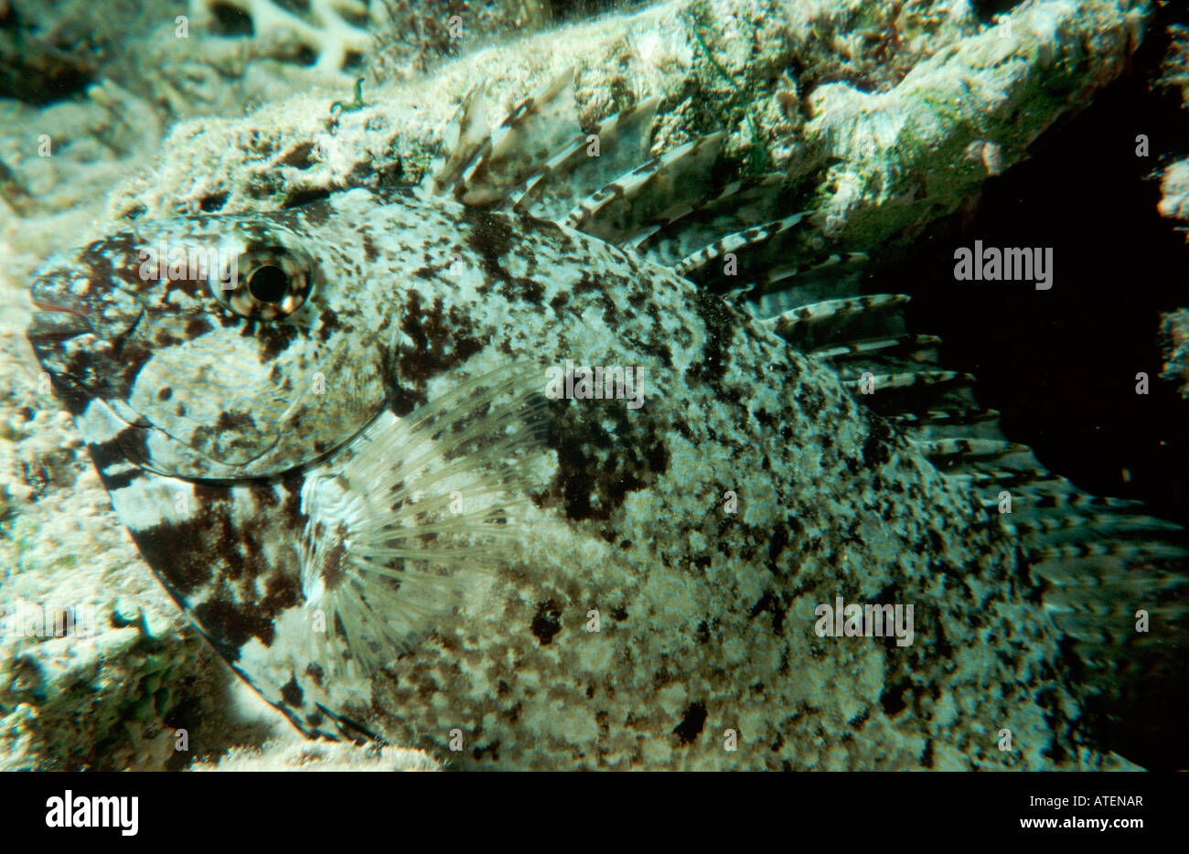 Red sea rabbitfish hi-res stock photography and images - Alamy