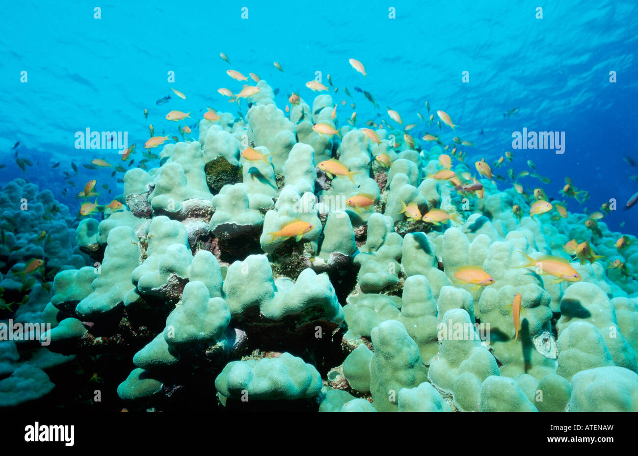 Coral Reef / Korallenriff Stock Photo - Alamy