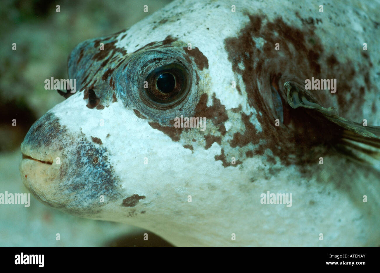 Masked Puffer / Maskenkugelfisch Stock Photo - Alamy
