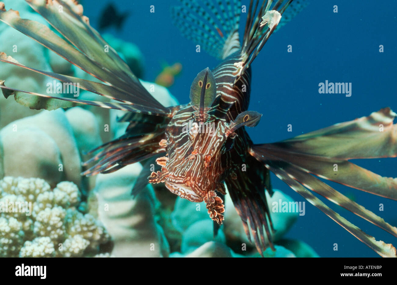 Firefish / Turkeyfish / Rotfeuerfisch Stock Photo - Alamy