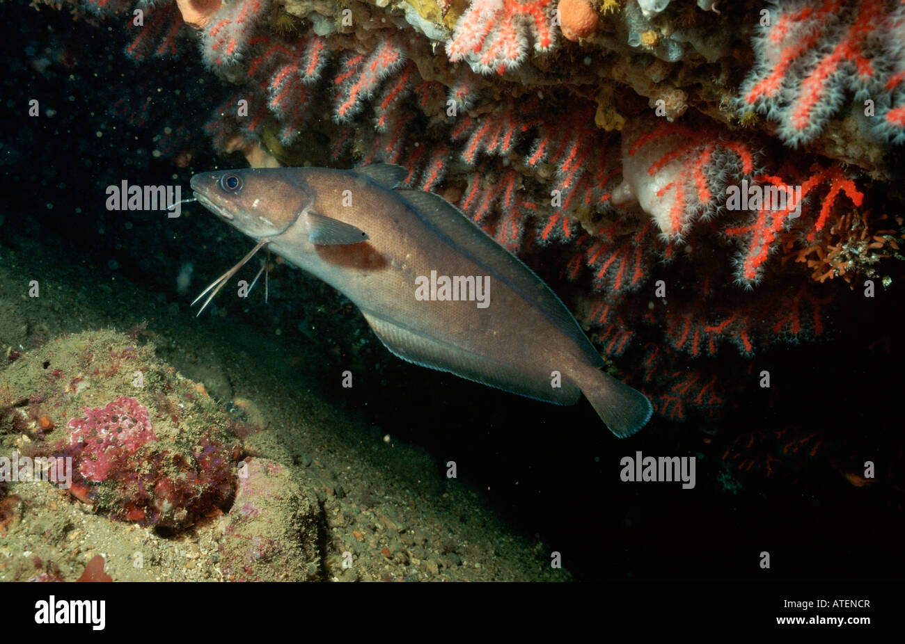 Forkbeard fish hi-res stock photography and images - Alamy