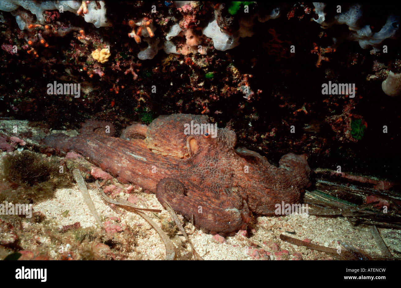 Single polyp hi-res stock photography and images - Alamy