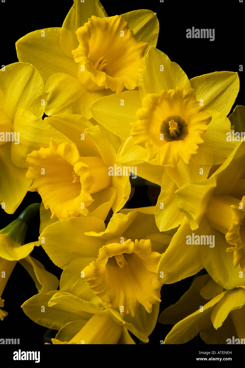 Close-up of Daffodils heads with black background Stock Photo - Alamy