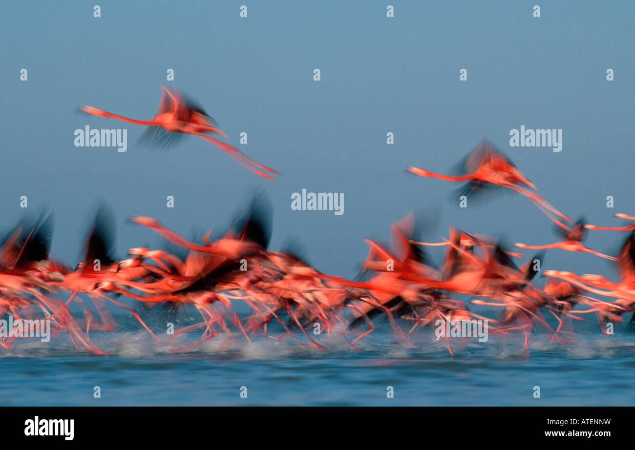 American flamingo flock flying hi-res stock photography and images - Alamy