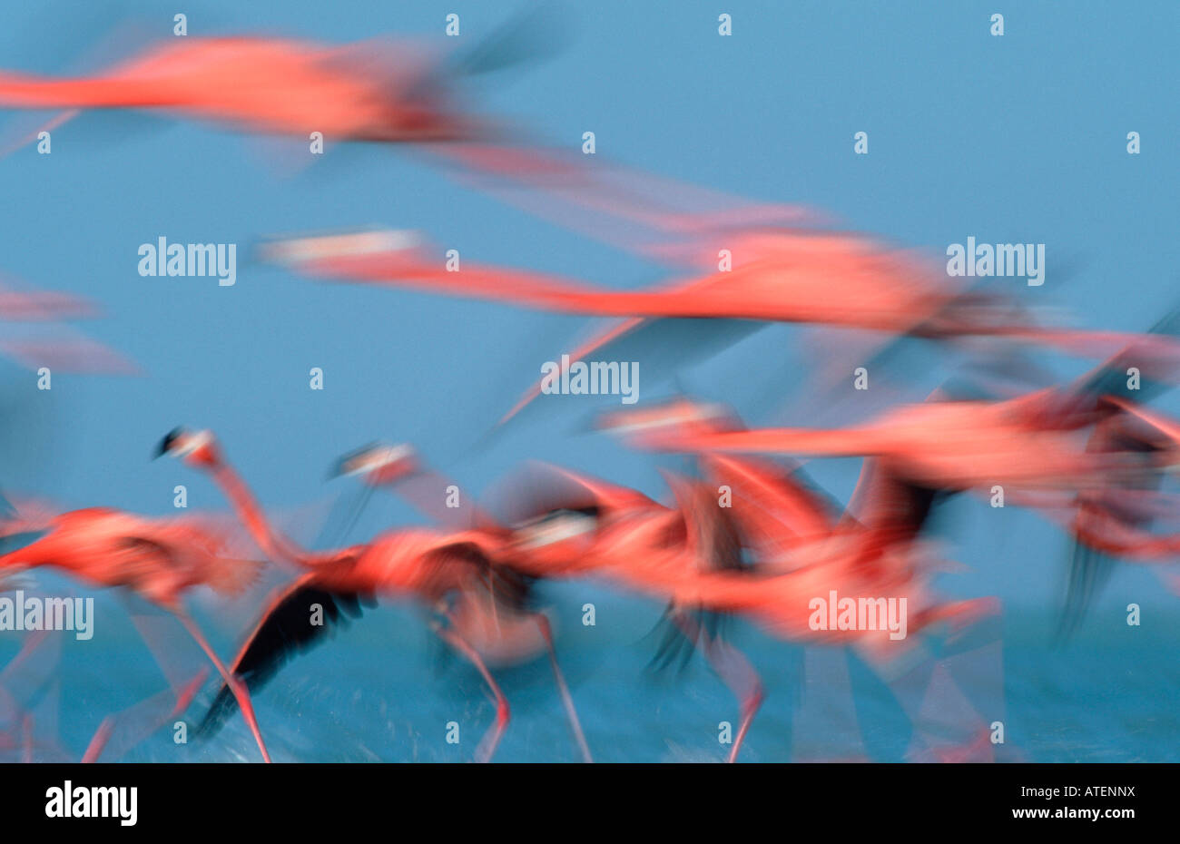 American flamingo flock flying hi-res stock photography and images - Alamy