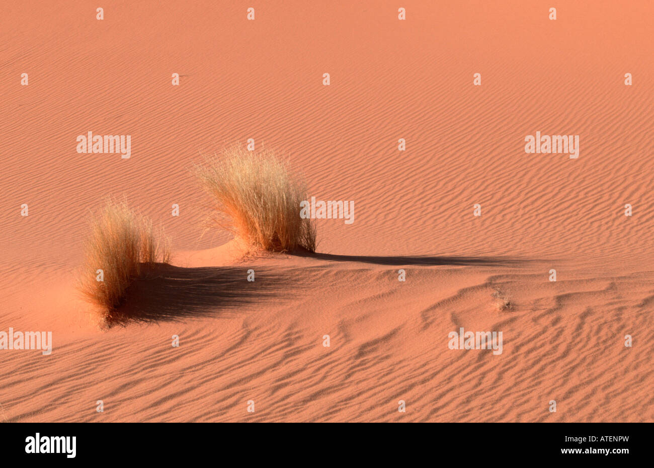 Grass in desert / Sahara Stock Photo - Alamy