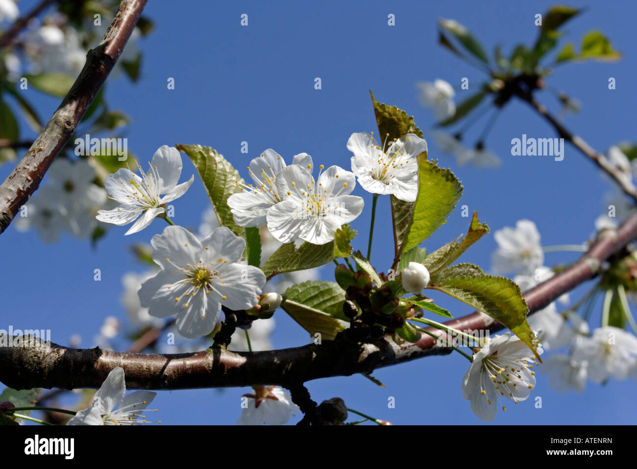 Flowering cherry tree Stock Photo - Alamy