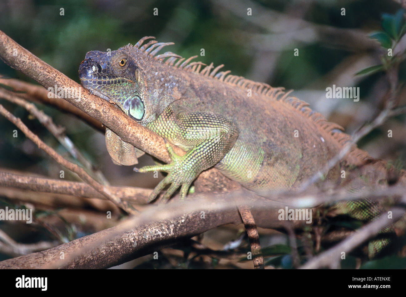 A green iguana resident of Muelle de San Carlos in the foothills of the ...