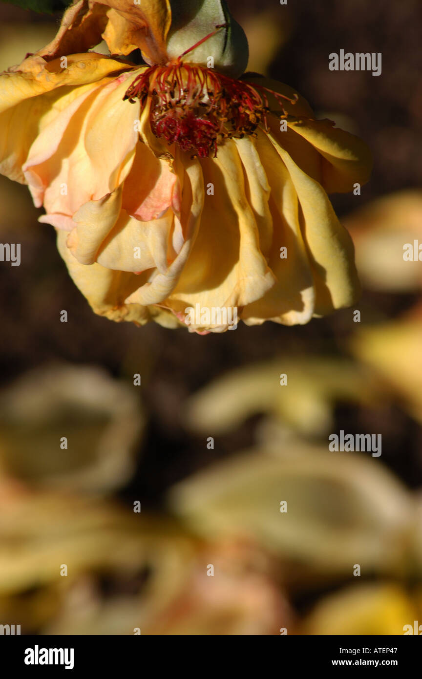 Flower of the dead hi-res stock photography and images - Alamy