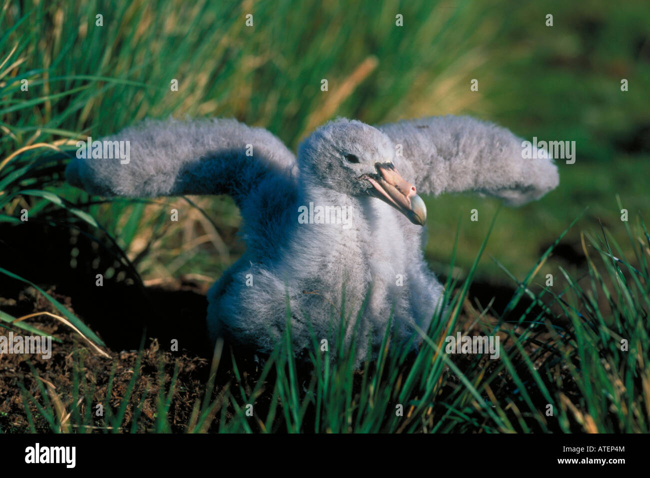 Southern Giant Petrel / Southern Giant Fulmar Stock Photo - Alamy