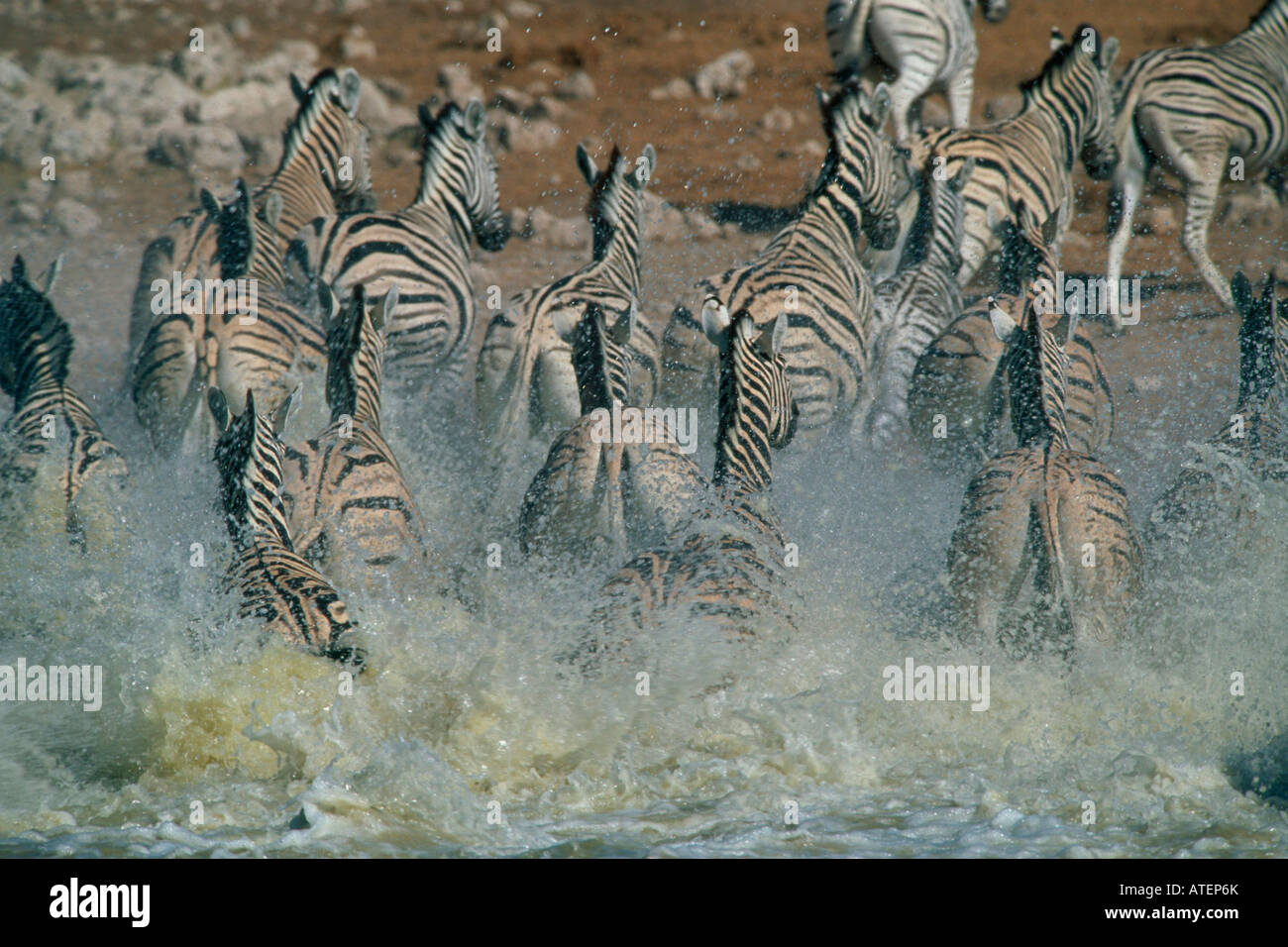 Burchell's Zebra / Common Zebra Stock Photo - Alamy Burchell's Zebra / Common Zebra Stock Photo - Alamy