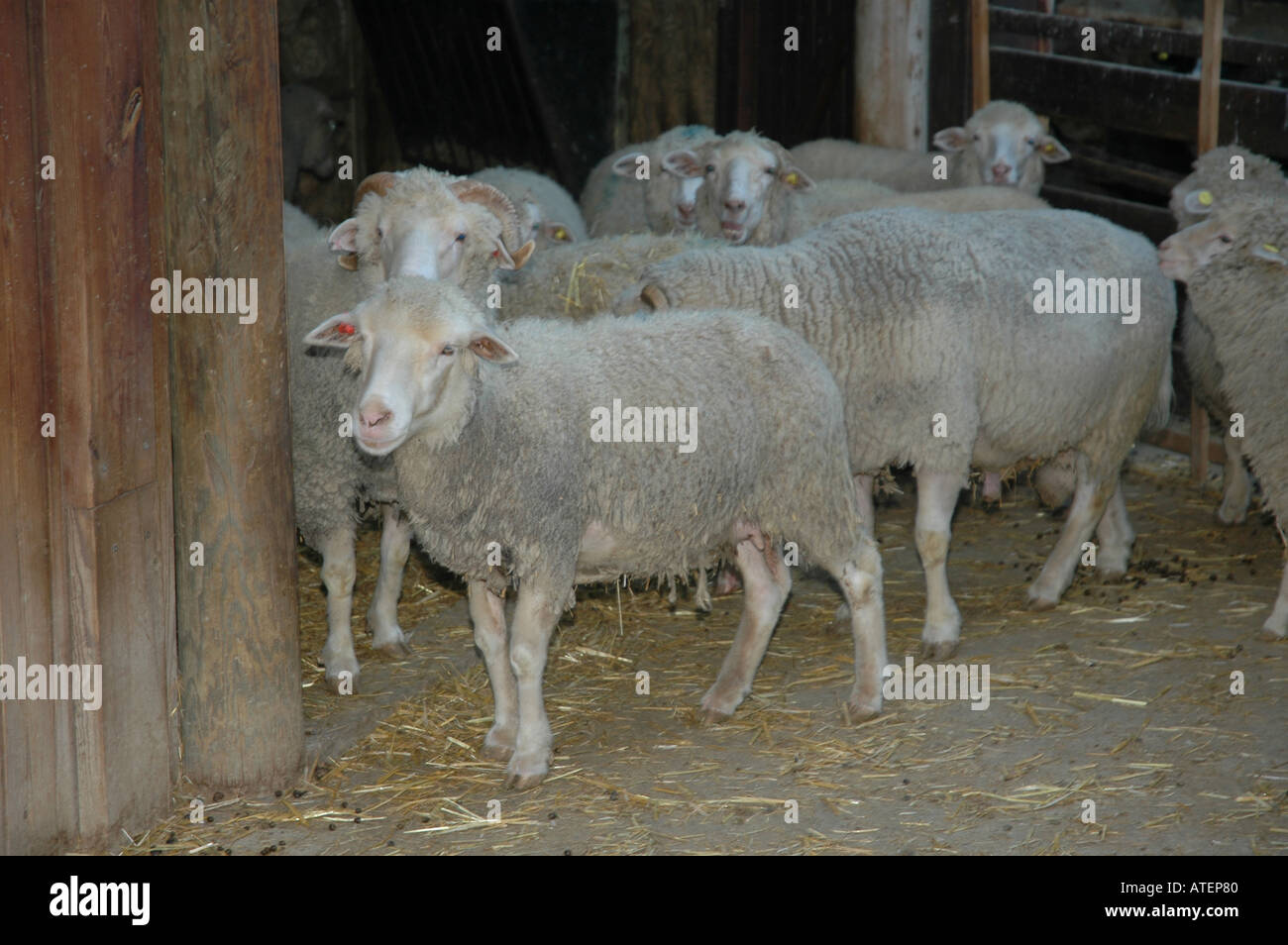 Israel, Galilee, Sheep in the shed on the farm Stock Photo - Alamy